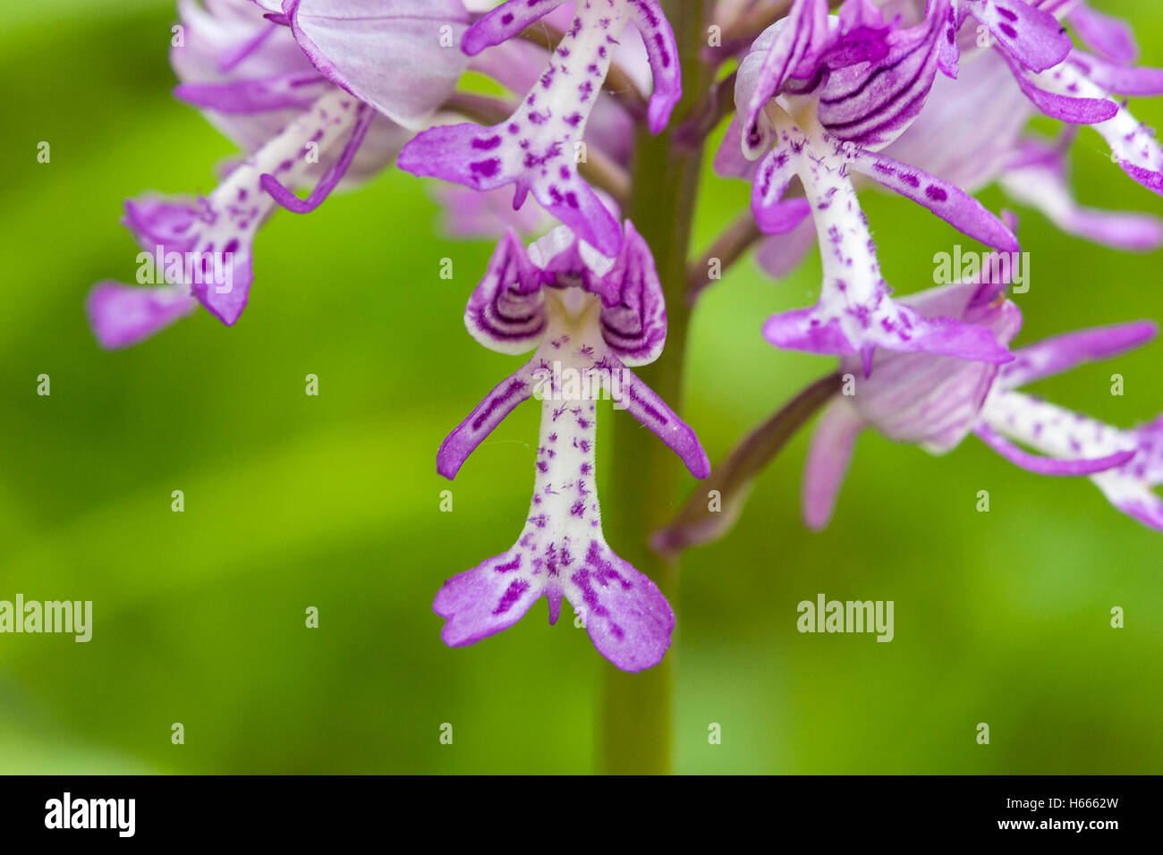 Wild orchids uk hi-res stock photography and images - Alamy