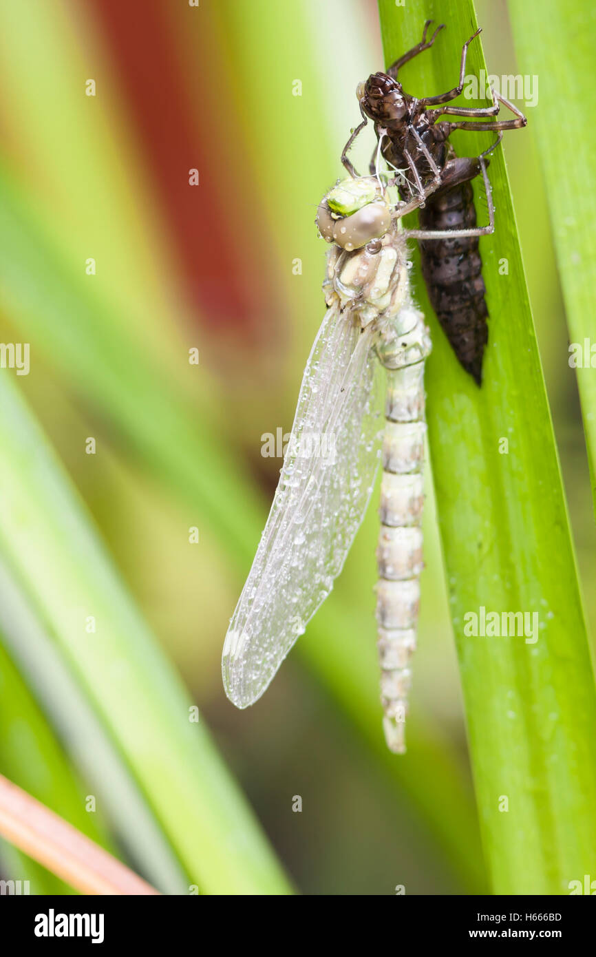 emperor dragonfly freshly emerged from exuvia Stock Photo - Alamy