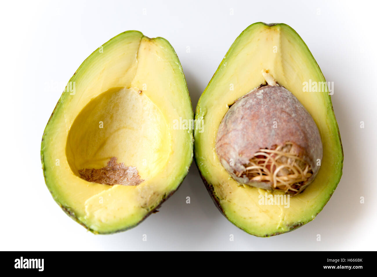 Brazilian avocado (Portuguese: abacate) split fruit with seed, root and ...
