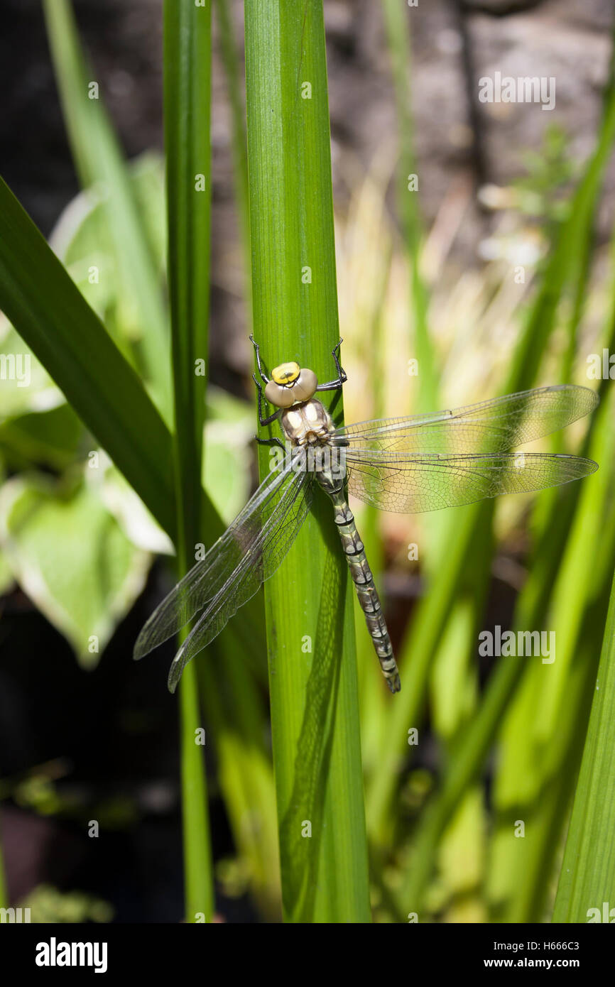 emperor dragonfly freshly emerged from exuvia Stock Photo - Alamy