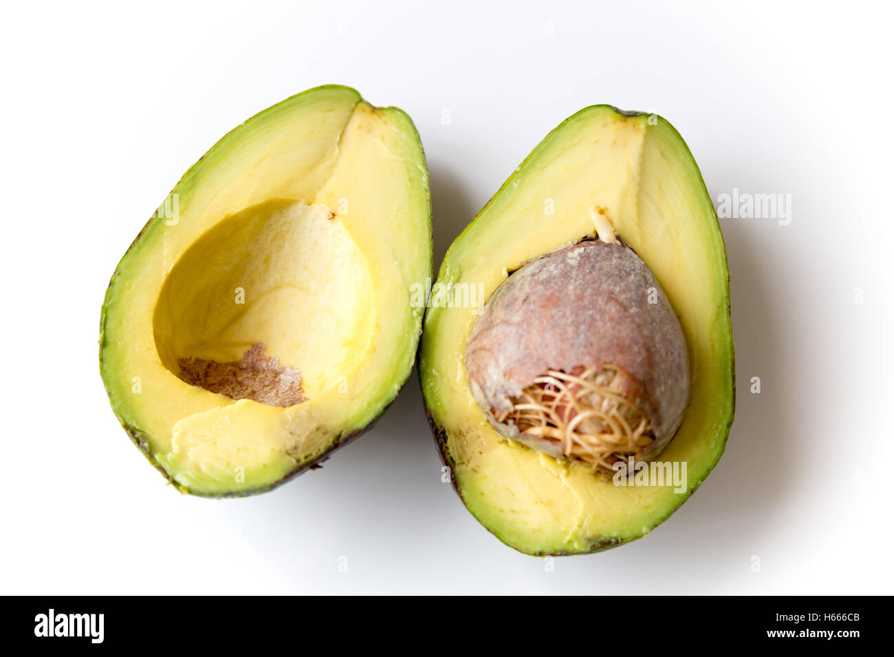 Brazilian avocado (Portuguese: abacate) split fruit with seed, root and ...