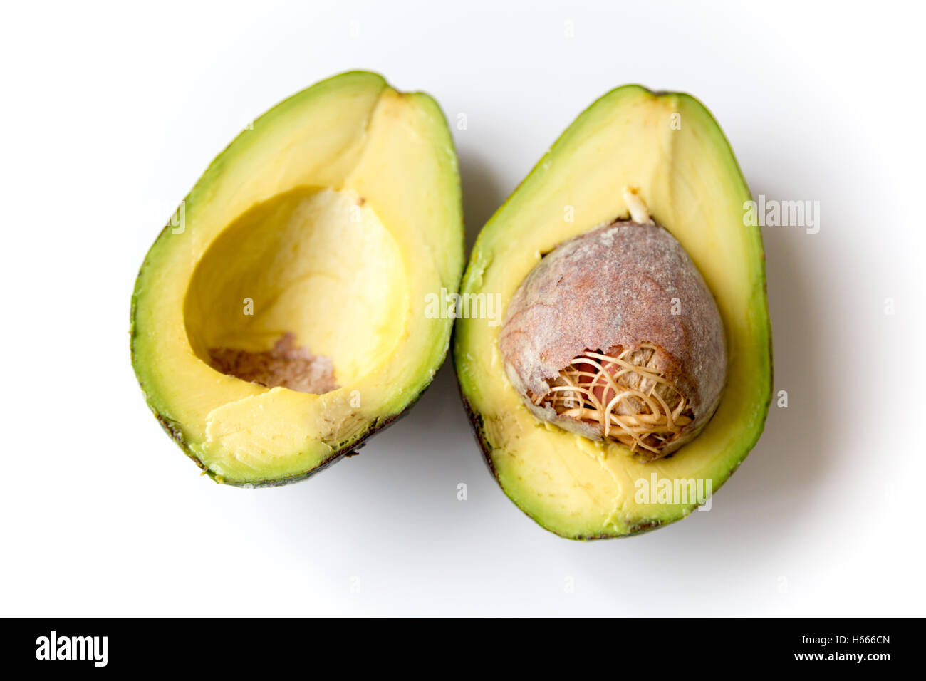 Brazilian avocado (Portuguese: abacate) split fruit with seed, root and ...