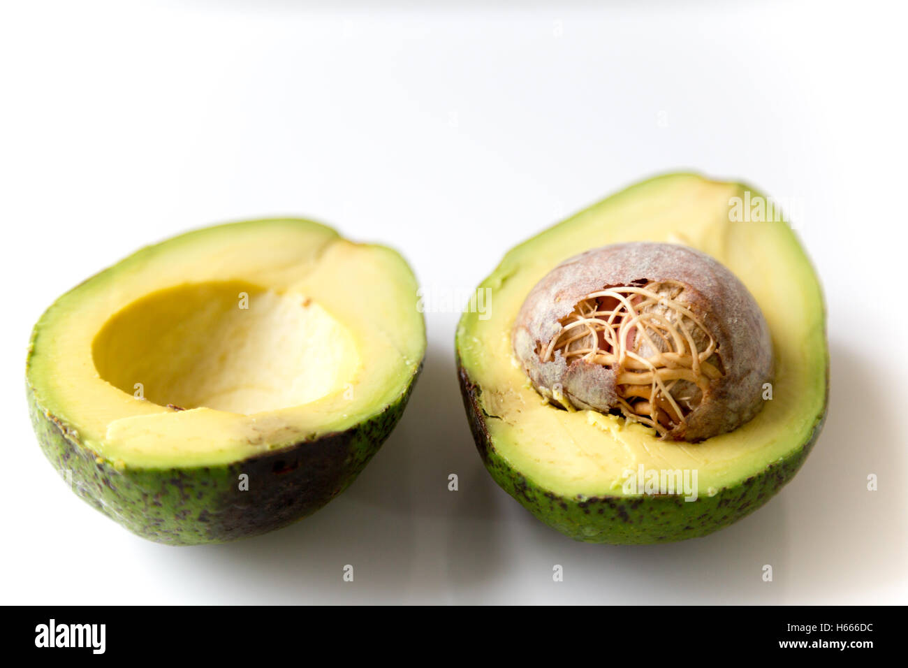 Brazilian avocado (Portuguese: abacate) split fruit with seed, root and ...