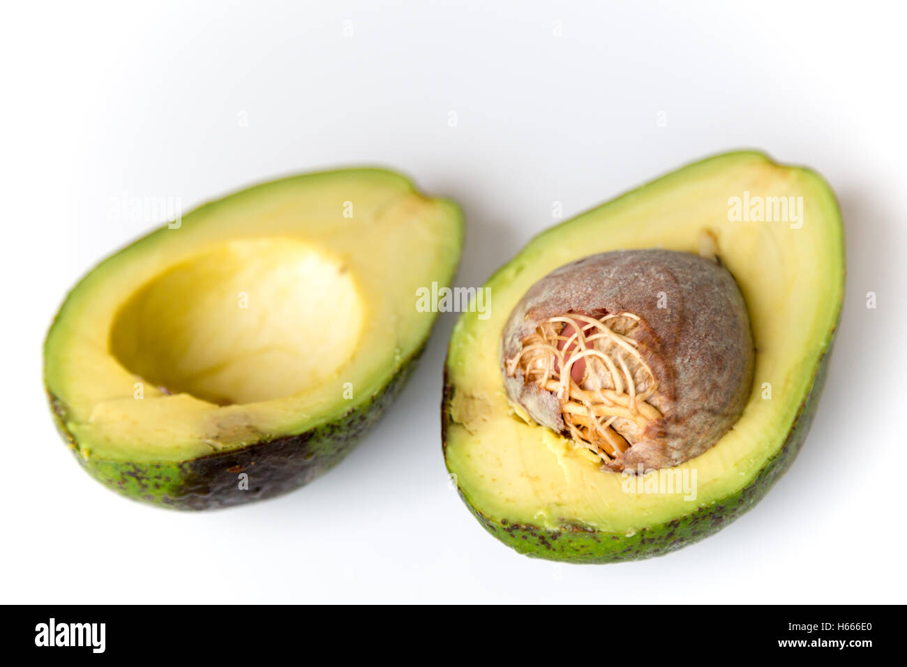 Brazilian avocado (Portuguese: abacate) split fruit with seed, root and ...