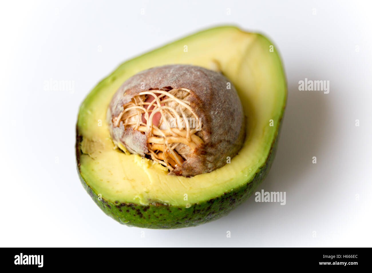 Brazilian avocado (Portuguese: abacate) split fruit with seed, root and ...