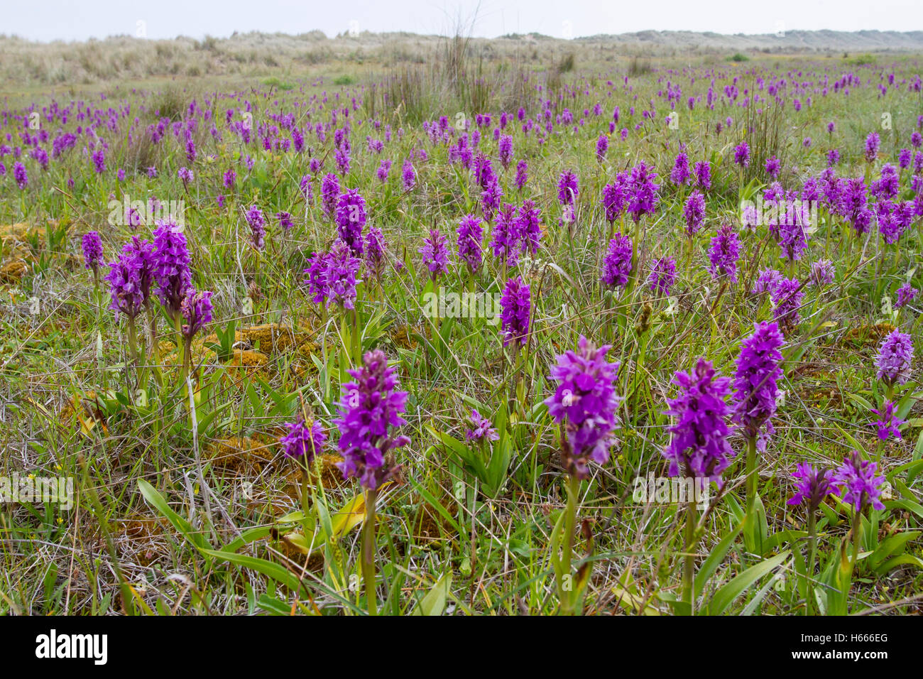 Southern marsh orchid insect hi-res stock photography and images - Alamy