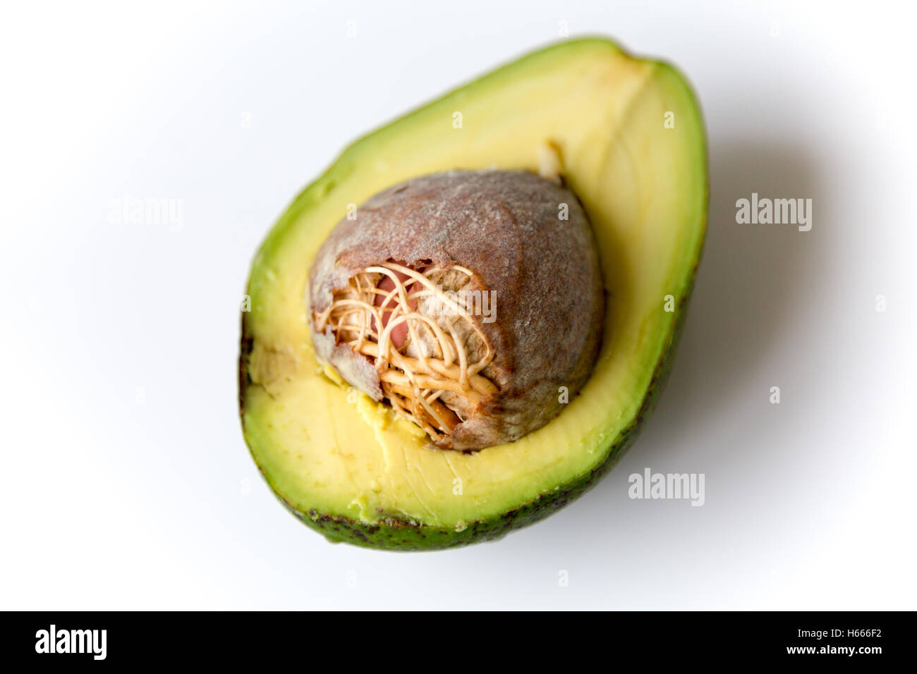 Inside Of An Avocado Seed