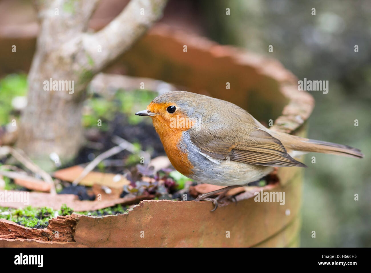 robin bird on plant pot Stock Photo - Alamy