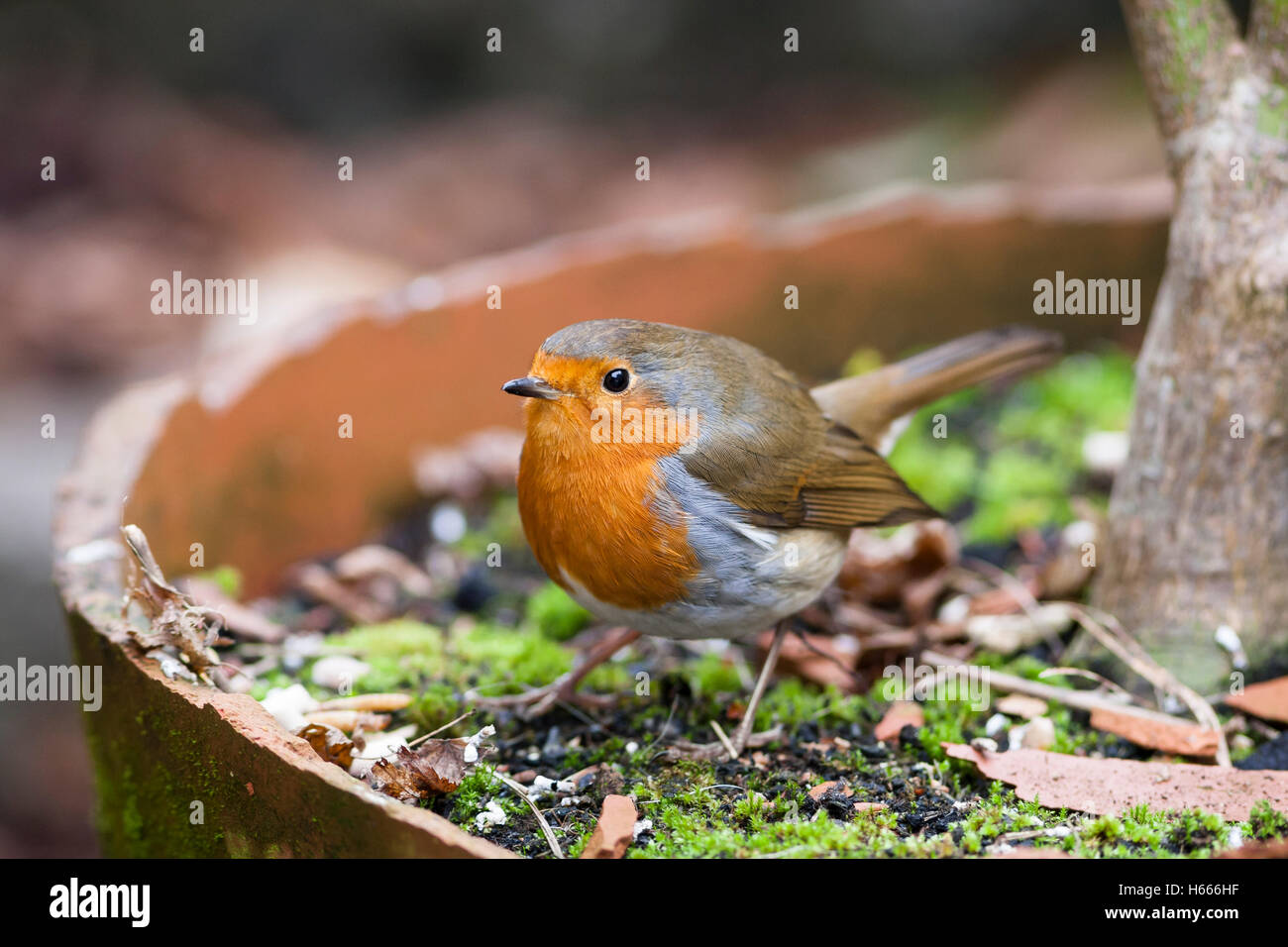 Robin on pot hi-res stock photography and images - Alamy