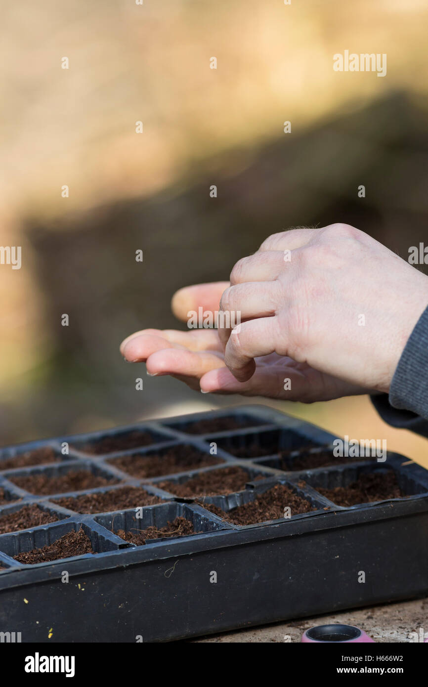 Sowing seeds hi-res stock photography and images - Alamy