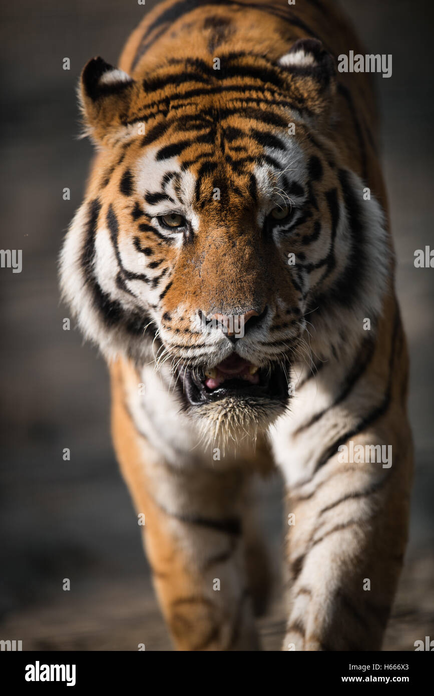 The tiger master of the jungles Stock Photo - Alamy