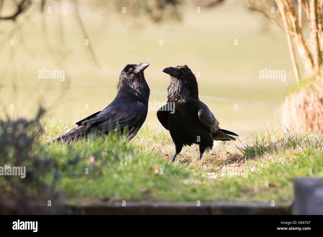 ravens breeding pair on ground Stock Photo - Alamy