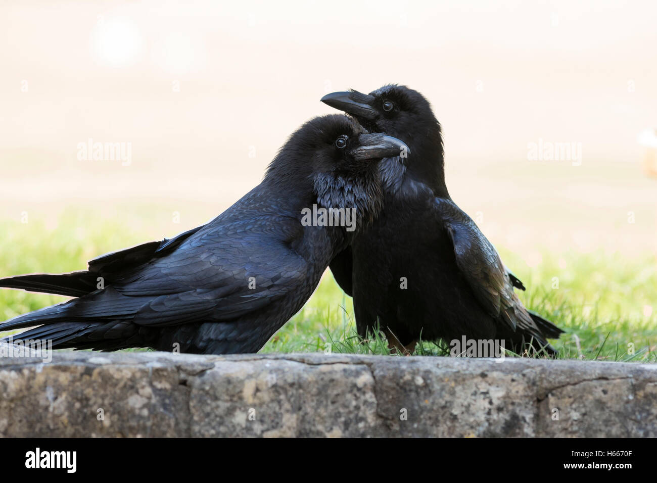 ravens breeding pair Stock Photo - Alamy