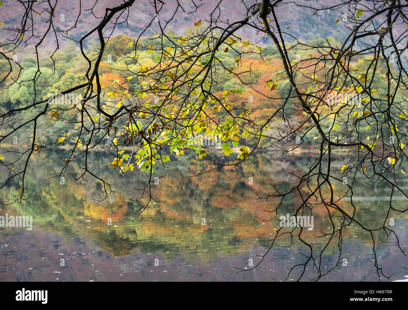Autumn coloured trees on the shoreline at Grasmere Lake, Lake District ...
