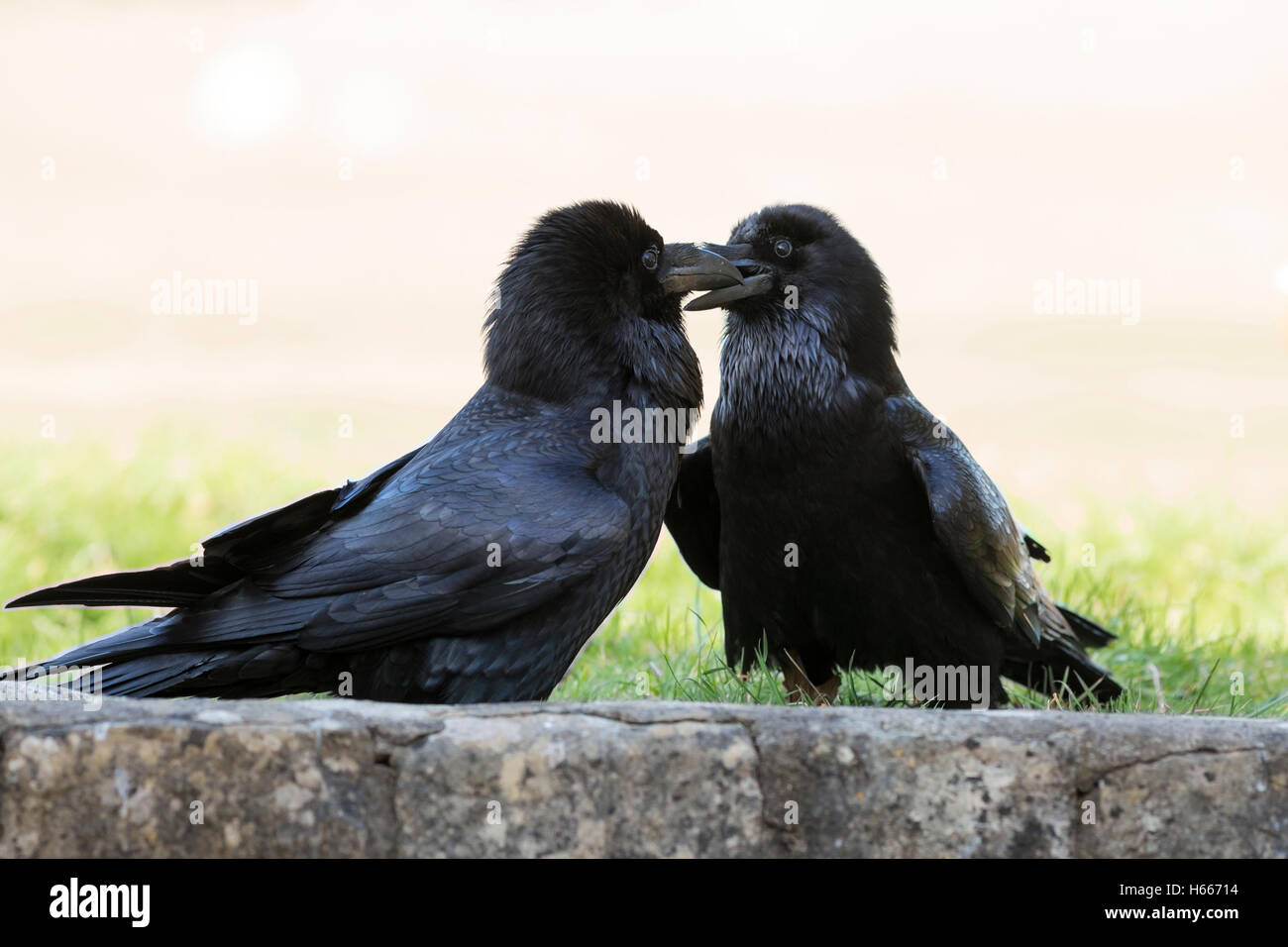 ravens breeding pair Stock Photo - Alamy