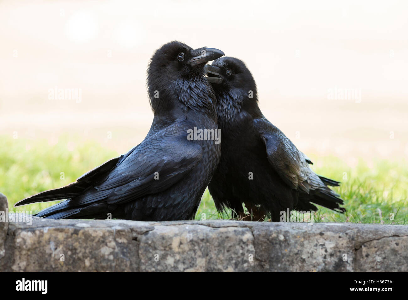 ravens breeding pair Stock Photo - Alamy