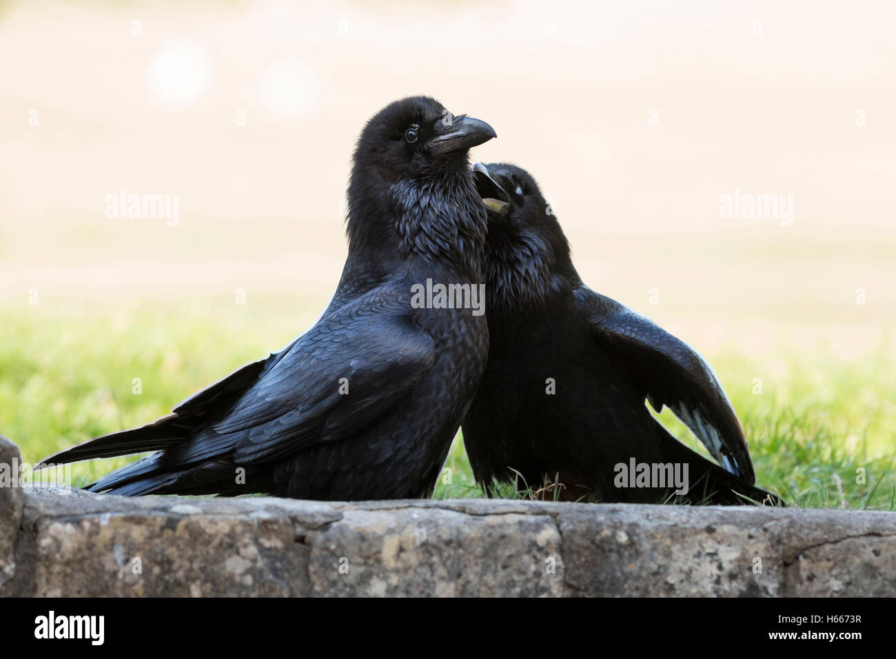 ravens breeding pair Stock Photo - Alamy