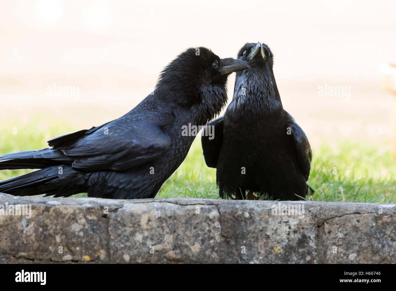 ravens breeding pair Stock Photo - Alamy