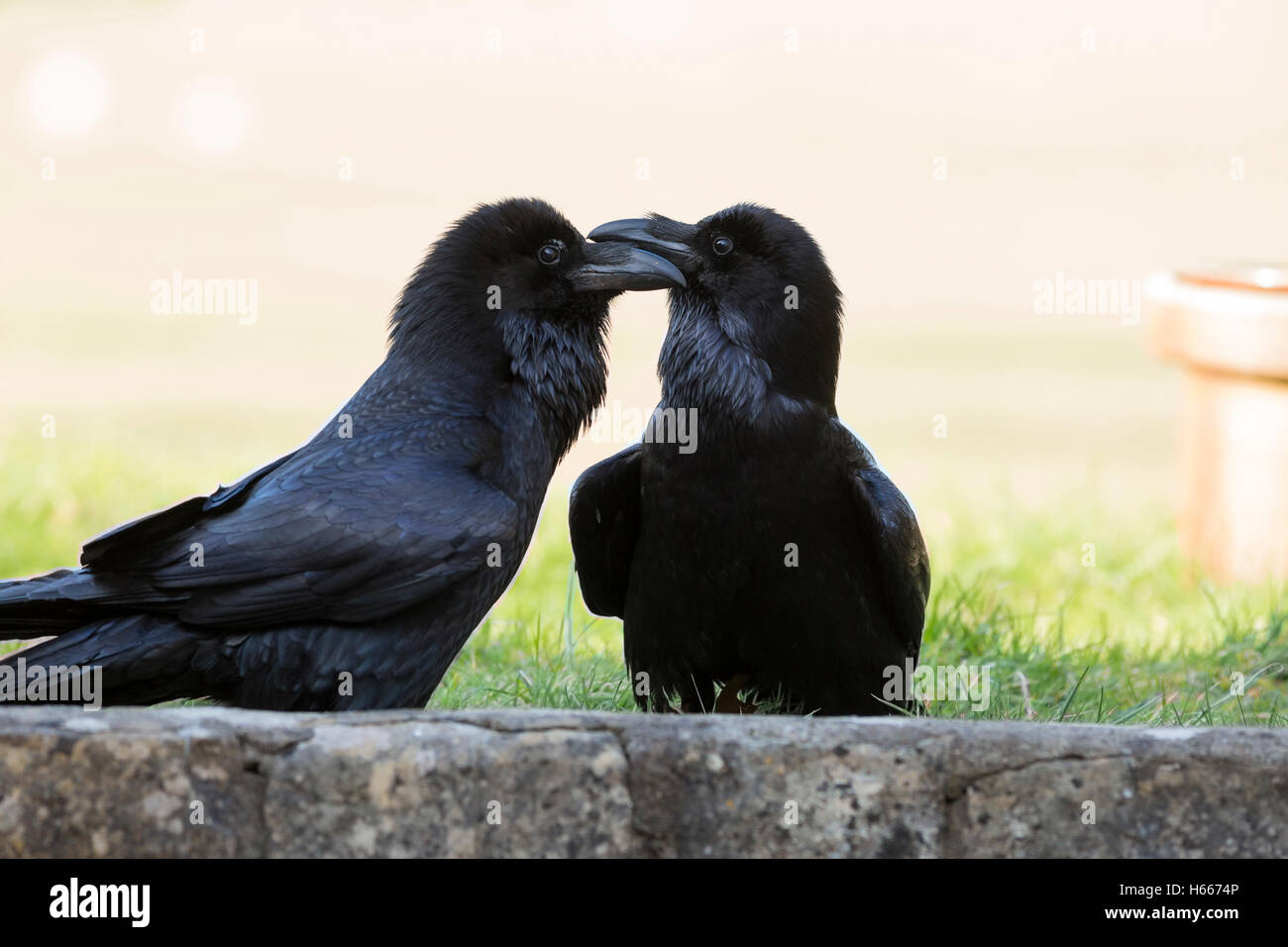 ravens breeding pair Stock Photo - Alamy