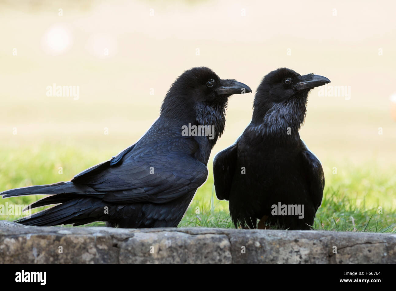 ravens breeding pair Stock Photo - Alamy