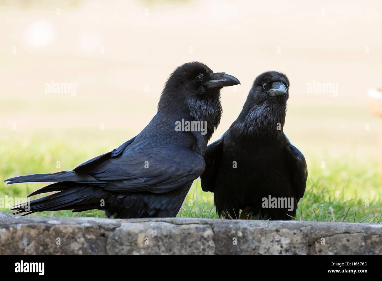 Breeding ravens hi-res stock photography and images - Alamy