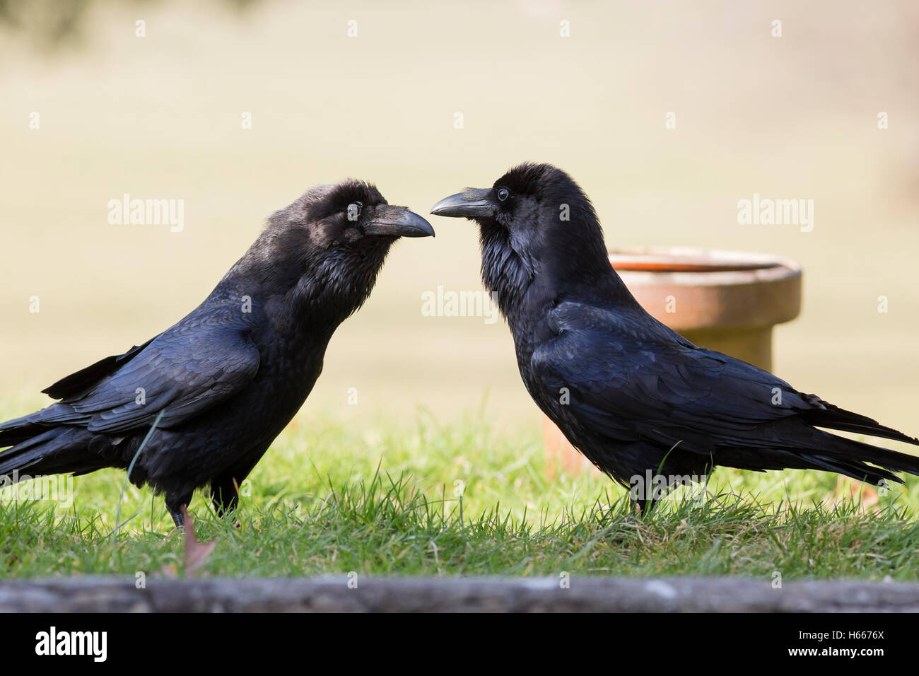 ravens breeding pair Stock Photo - Alamy