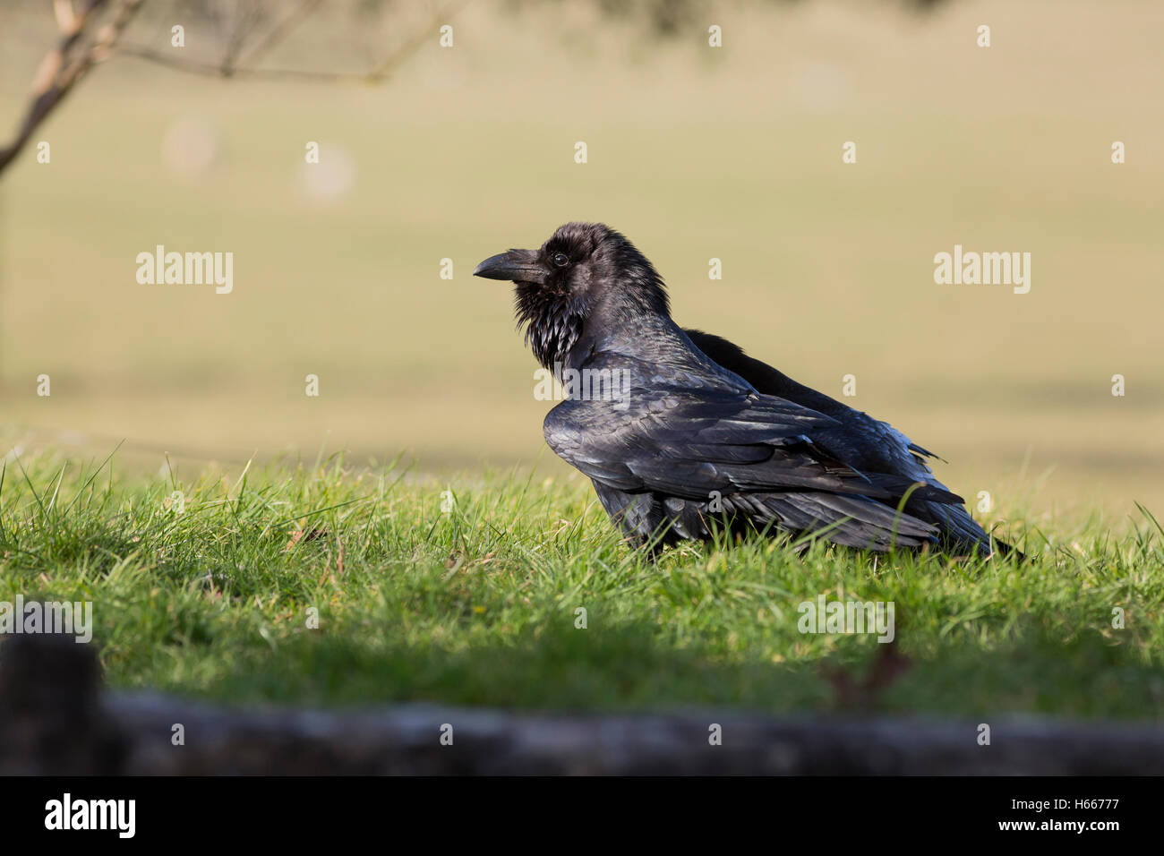 Raven uk hi-res stock photography and images - Alamy