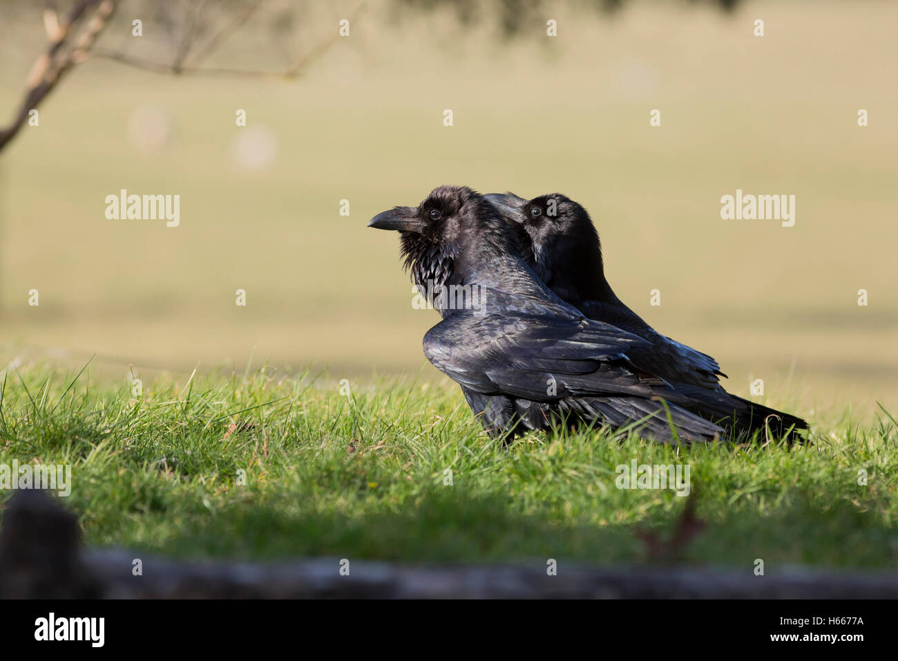 Breeding ravens hi-res stock photography and images - Alamy