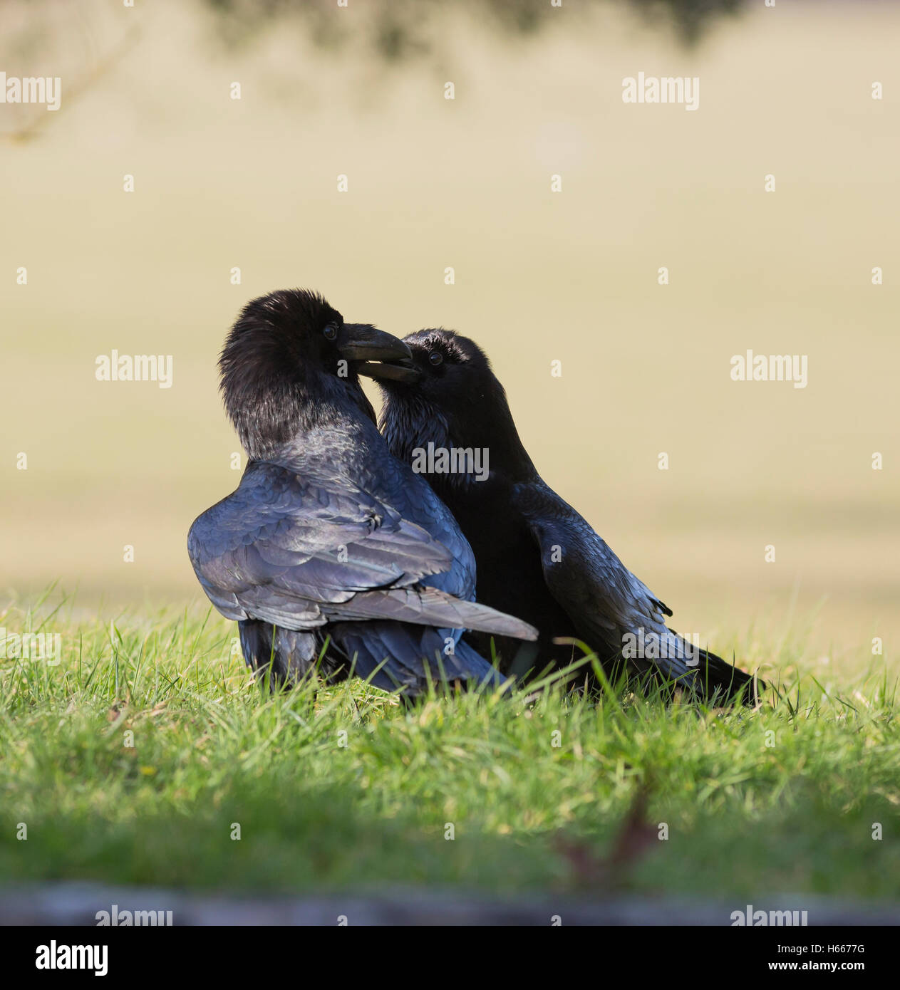 Raven displaying hi-res stock photography and images - Alamy