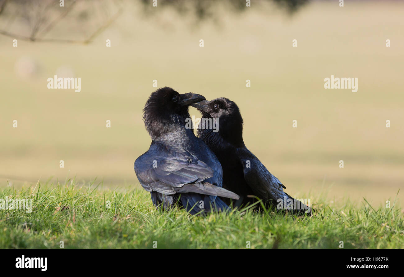 ravens breeding pair Stock Photo - Alamy