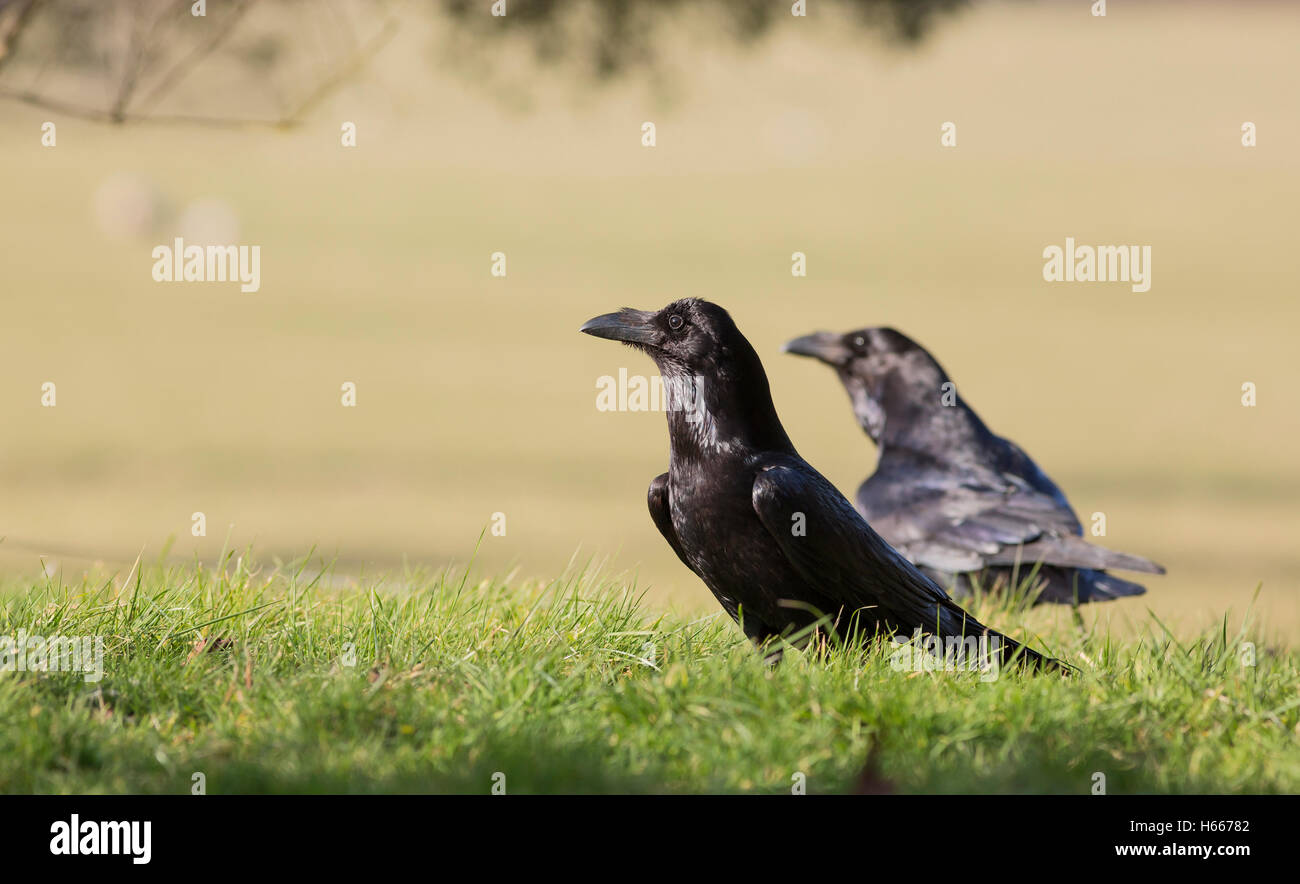 ravens breeding pair Stock Photo - Alamy
