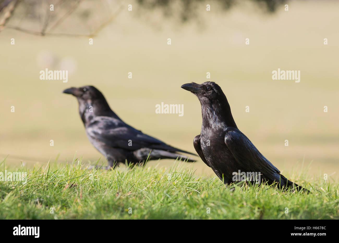 ravens breeding pair Stock Photo - Alamy
