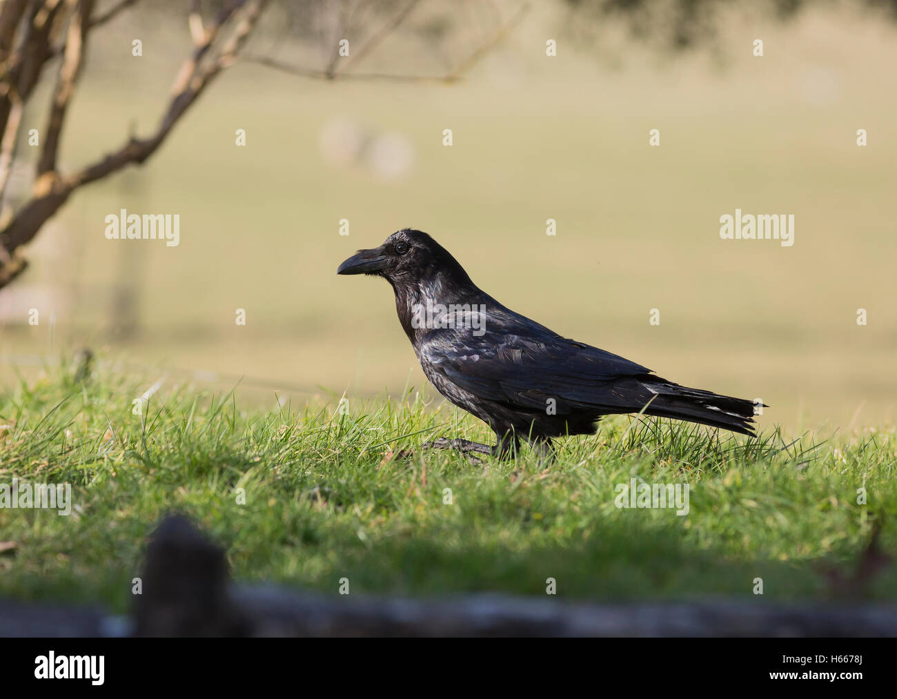 Raven hi-res stock photography and images - Alamy