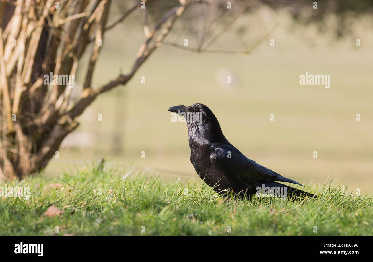 Raven hi-res stock photography and images - Alamy