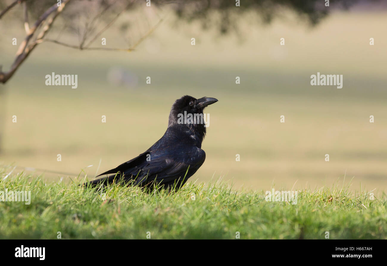 Raven displaying hi-res stock photography and images - Alamy