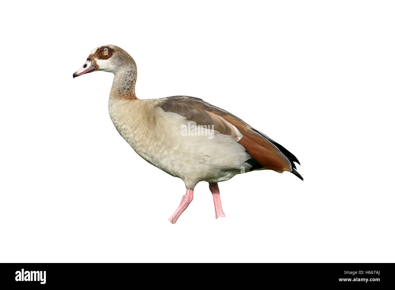Egyptian goose, Alopochen aegyptiac,a single bird by water, Derbyshire ...