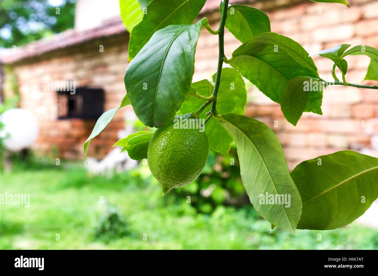Lemon tree roots hi-res stock photography and images - Alamy