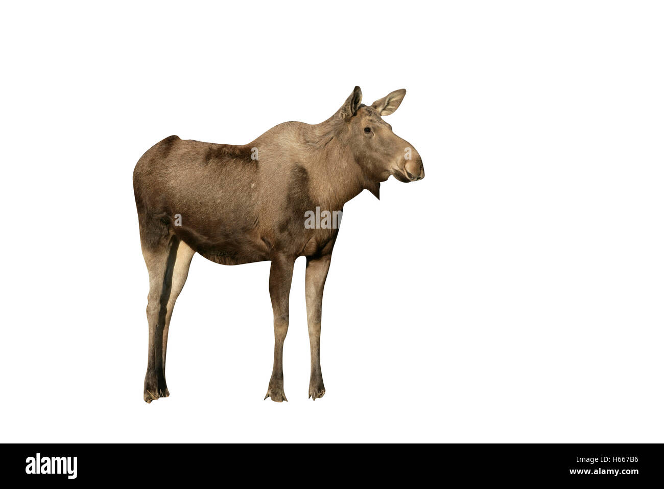 Alces alces machlis hi-res stock photography and images - Alamy