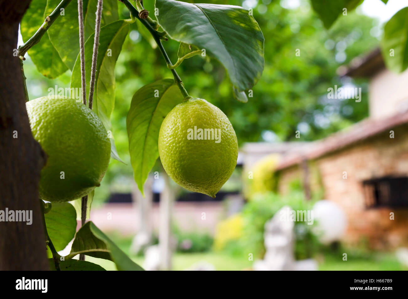 Lemon tree roots hi-res stock photography and images - Alamy