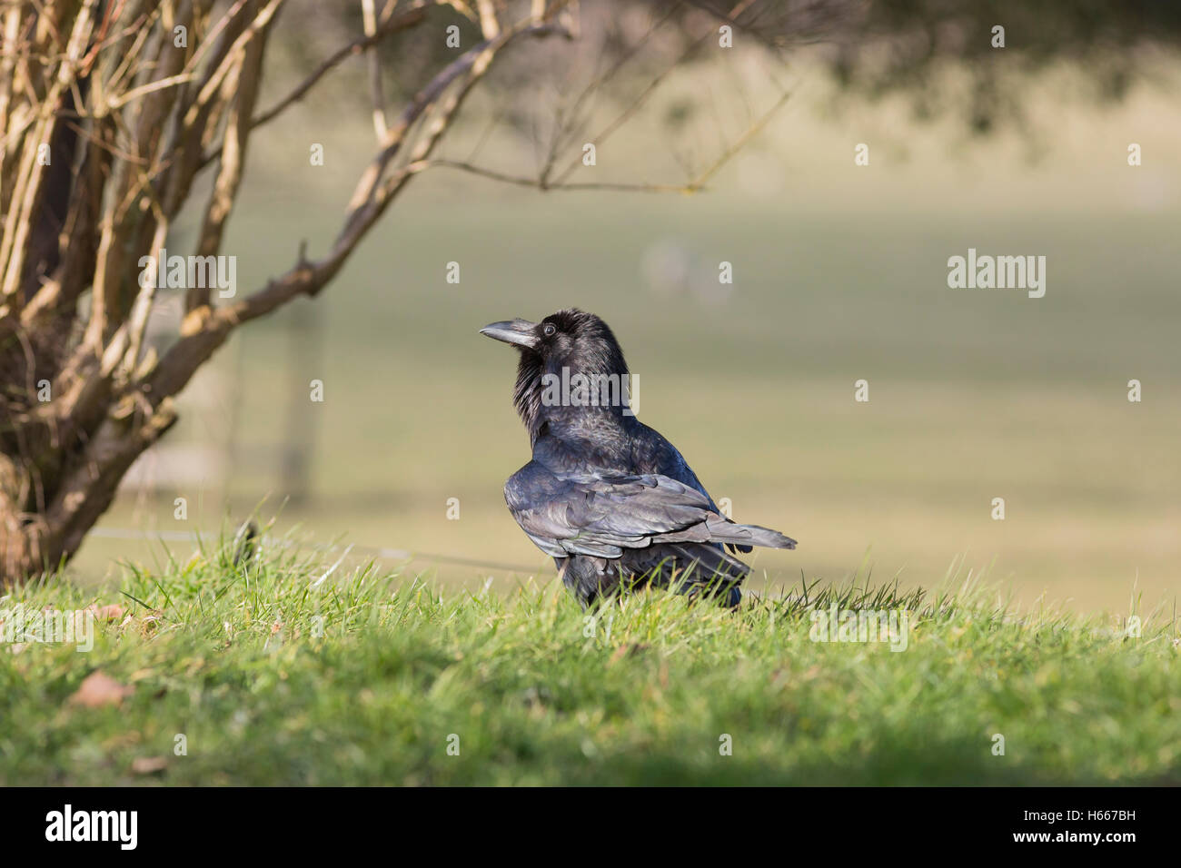 Raven on ground hi-res stock photography and images - Alamy