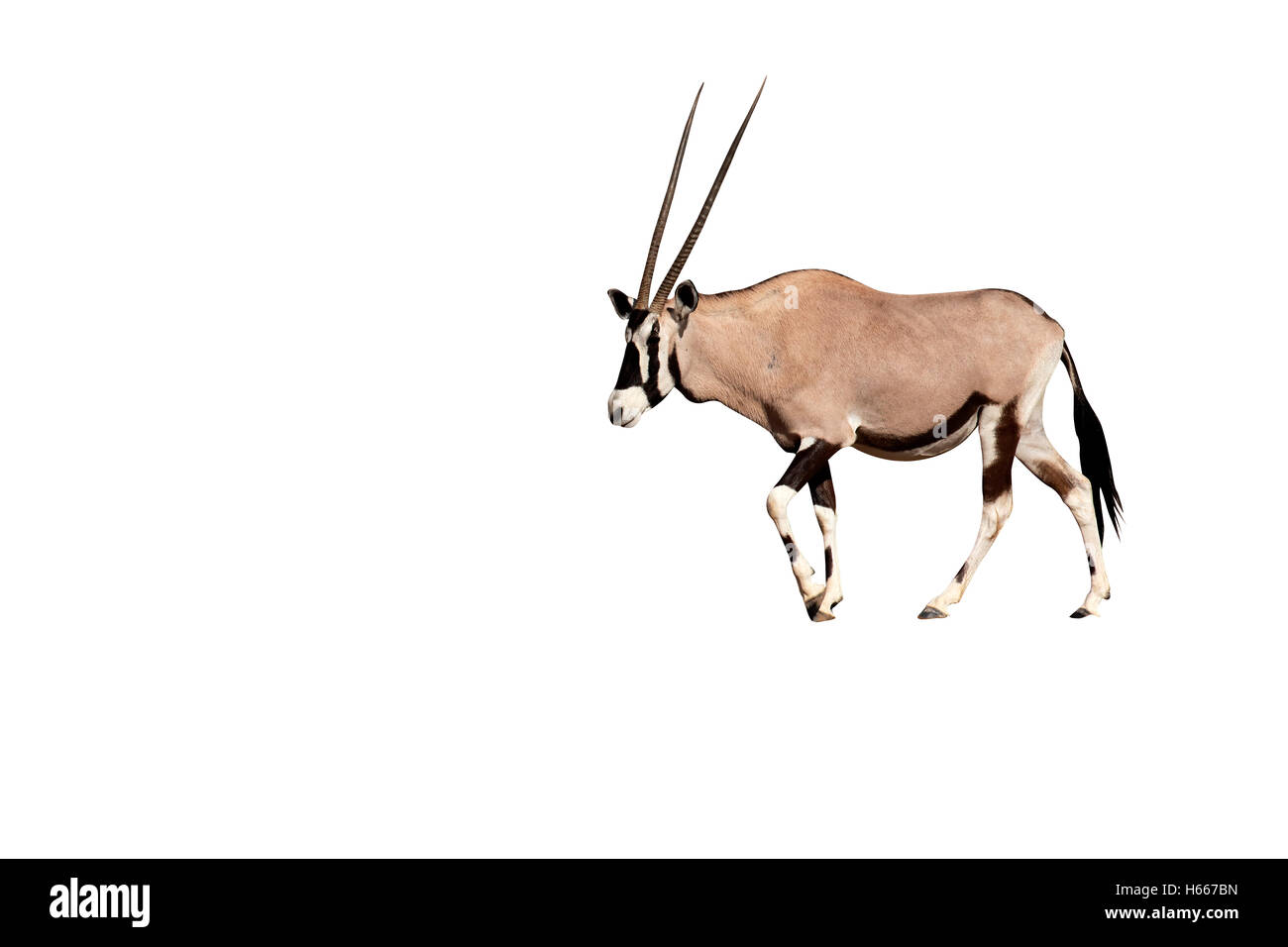 Gemsbok not illustration Cut Out Stock Images & Pictures - Alamy