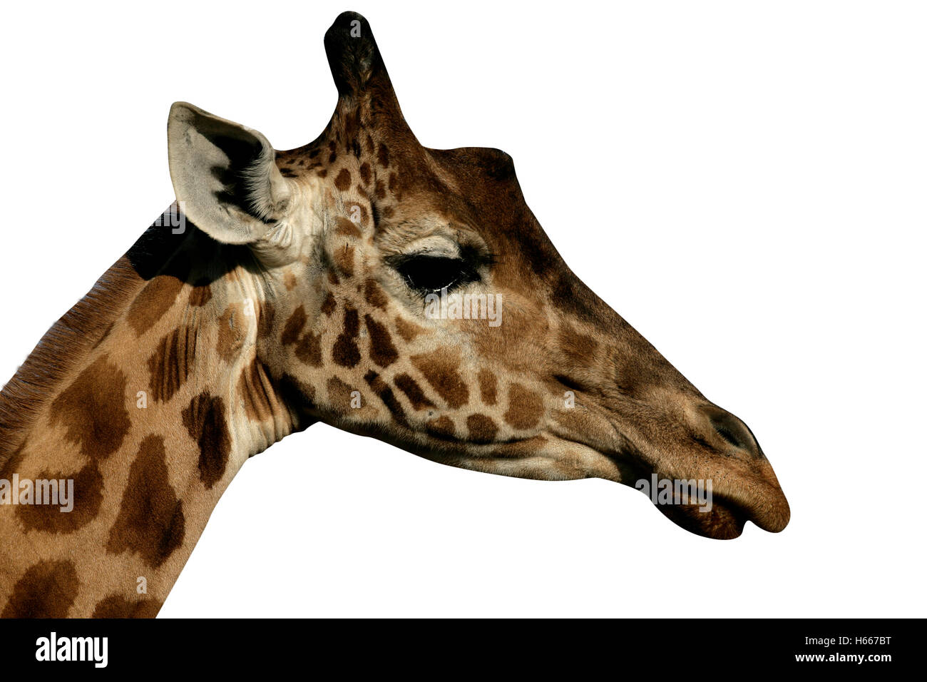 Giraffe, Giraffa camelopardalis, single mammal head shot, Tanzania ...