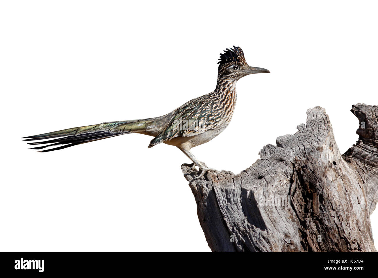 Greater roadrunner, Geococcyx californianus, Arizona, USA, winter Stock ...