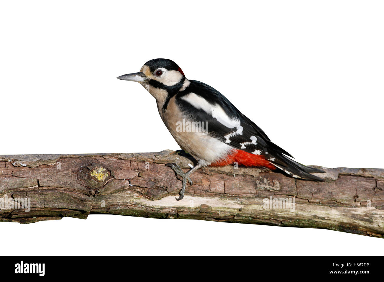 Woodpecker great spotted dendrocopos major Cut Out Stock Images ...