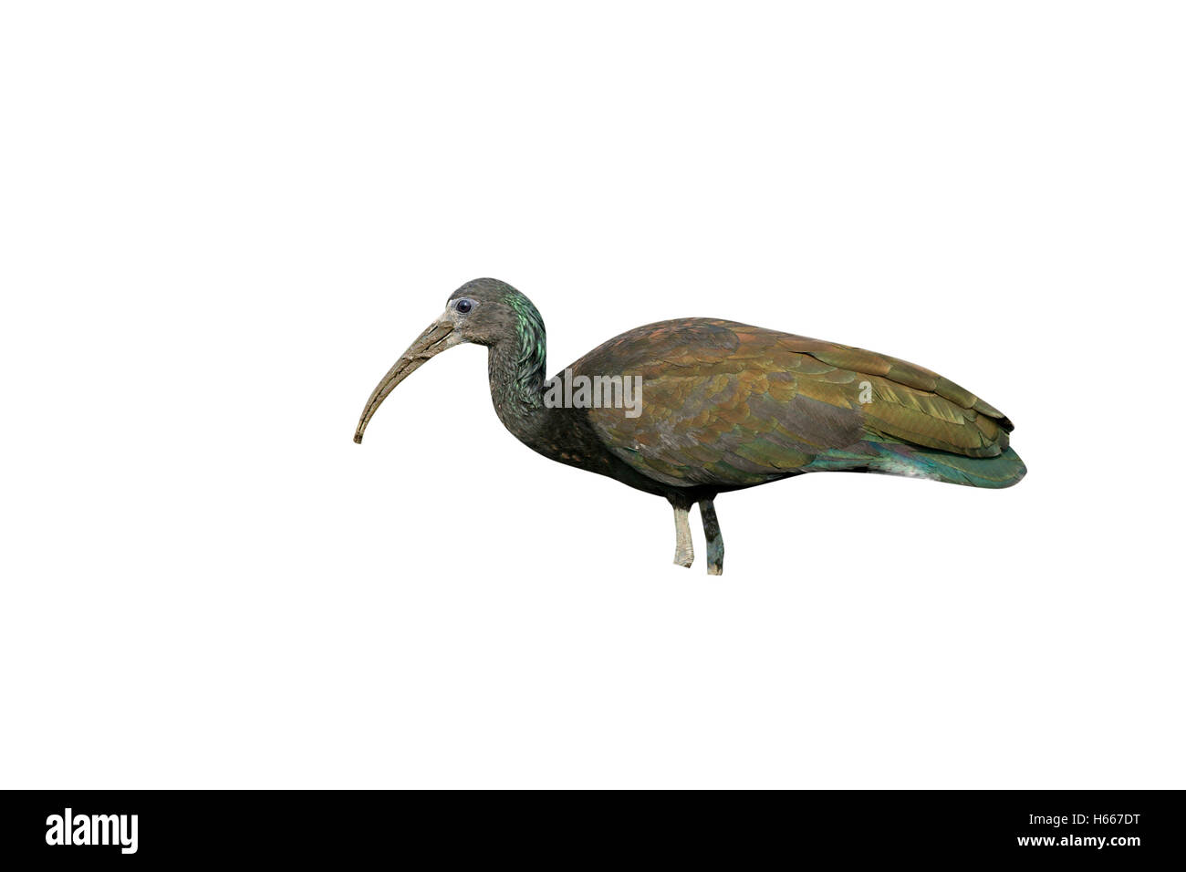 Green ibis, Mesembrinibis cayennensis, single bird by water, Brazil ...