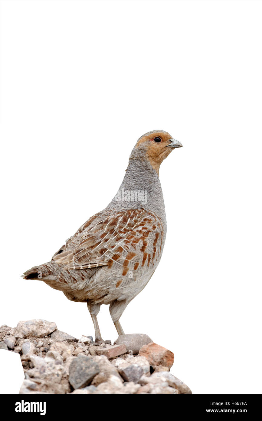 Grey partridge farm hi-res stock photography and images - Alamy