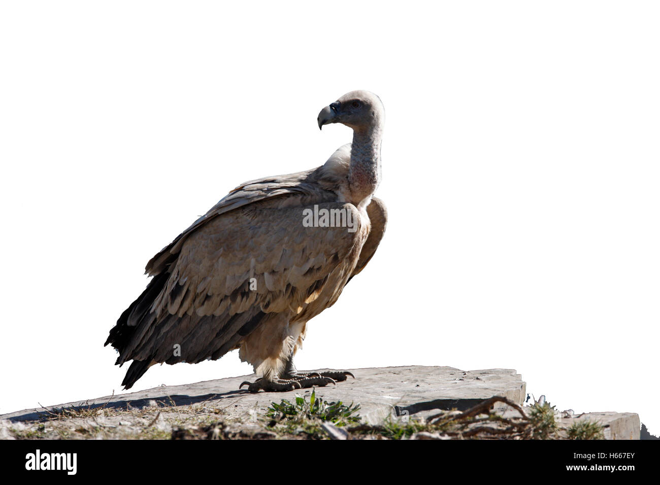 Eurasian griffon vulture, Gyps fulvus, single bird standing on rock in ...