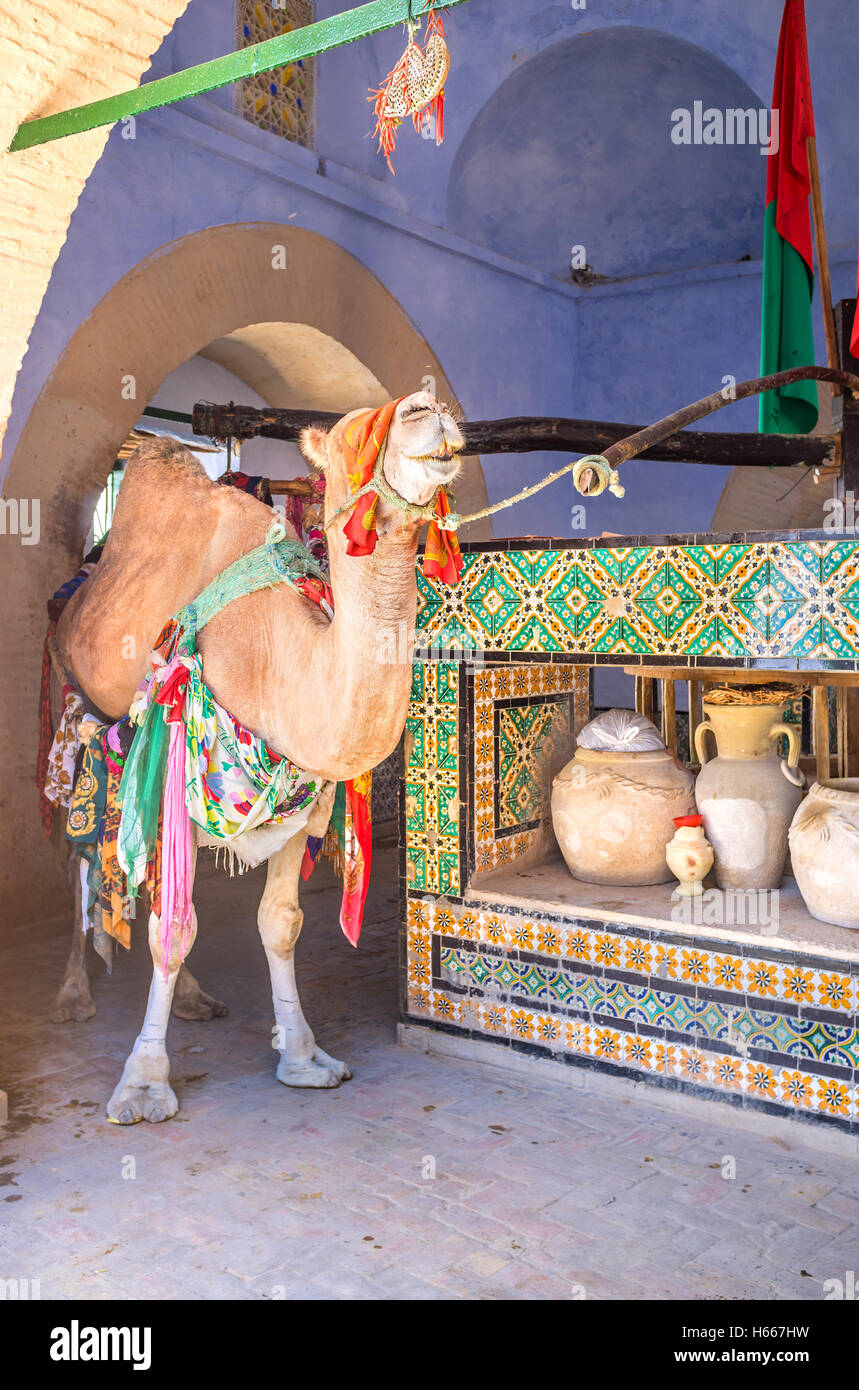 The camel turns the wheel to draw water from the well in Bir Barouta ...