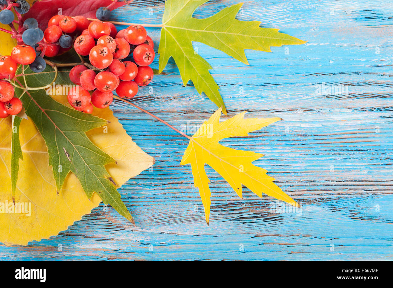 Blue autumn background with yellow and red leaves and rowan berries ...