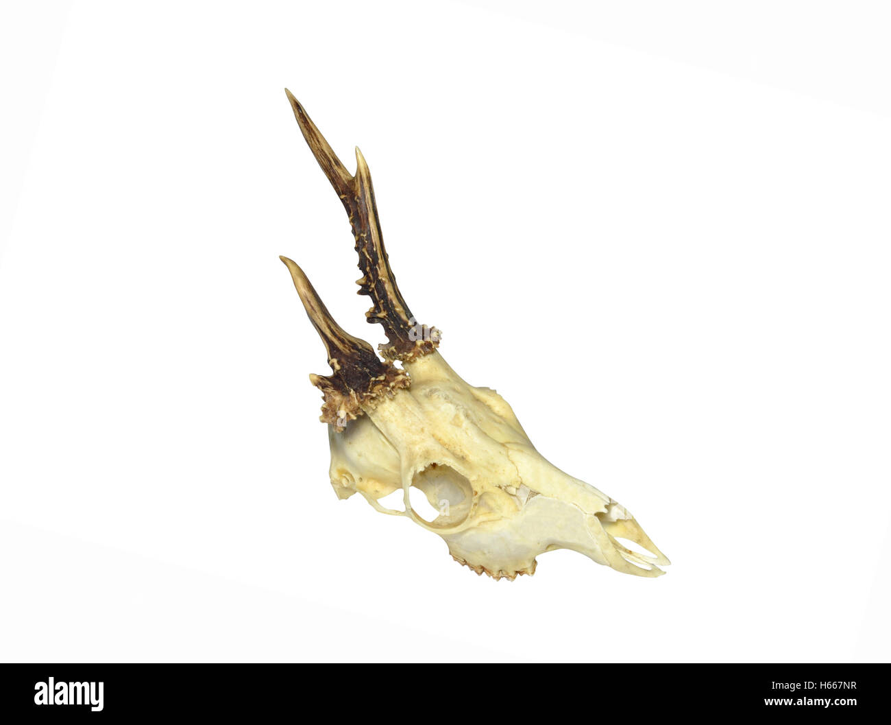 Fawn skull hi-res stock photography and images - Alamy